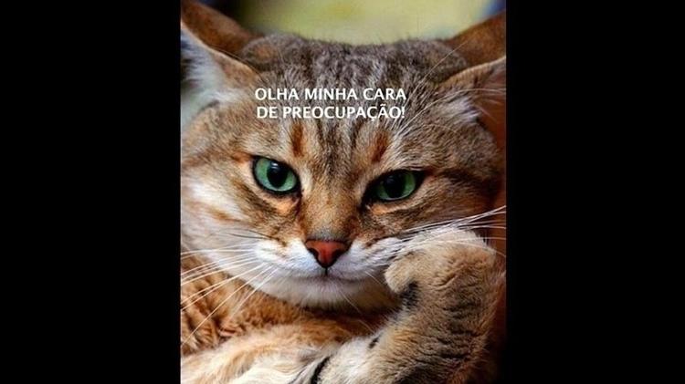 Gatinhos fazem sucesso! - BOL Memes