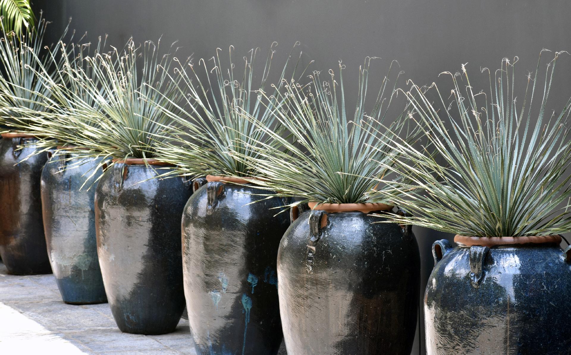 Planta que vai bem: xerófitas como cactos e suculentas são fáceis de ...