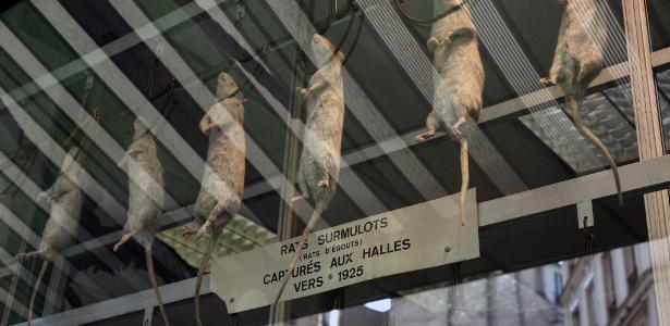 Com ratos mortos na vitrine, loja centenária é atração bizarra de Paris ...