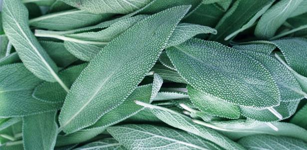 Benefícios da Sálvia à Saúde: Veja Propriedades Benéficas