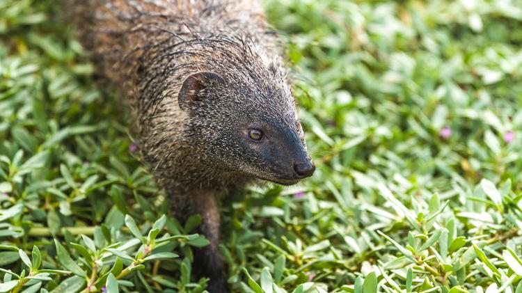 Cultivada por presidiários, floresta em Lisboa é refúgio de 'saca-rabos ...