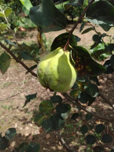 Marmelada produzida há 200 anos é herança familiar que virou até ...