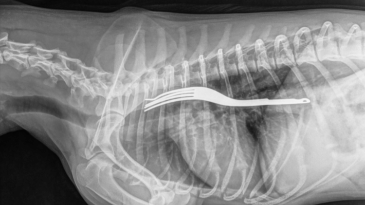 "Meu cachorro comeu alguma coisa!": saiba o que fazer - 04/03/2021 ...