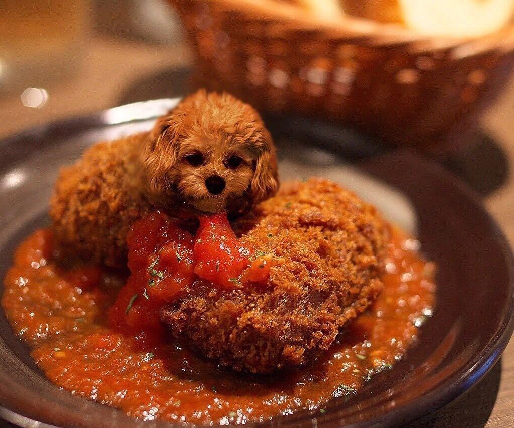 Fotos: Cachorros e comida: este Instagram é a melhor coisa que você vai ...