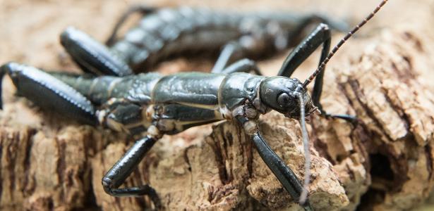 Como navio encalhado quase extinguiu o inseto mais raro do mundo