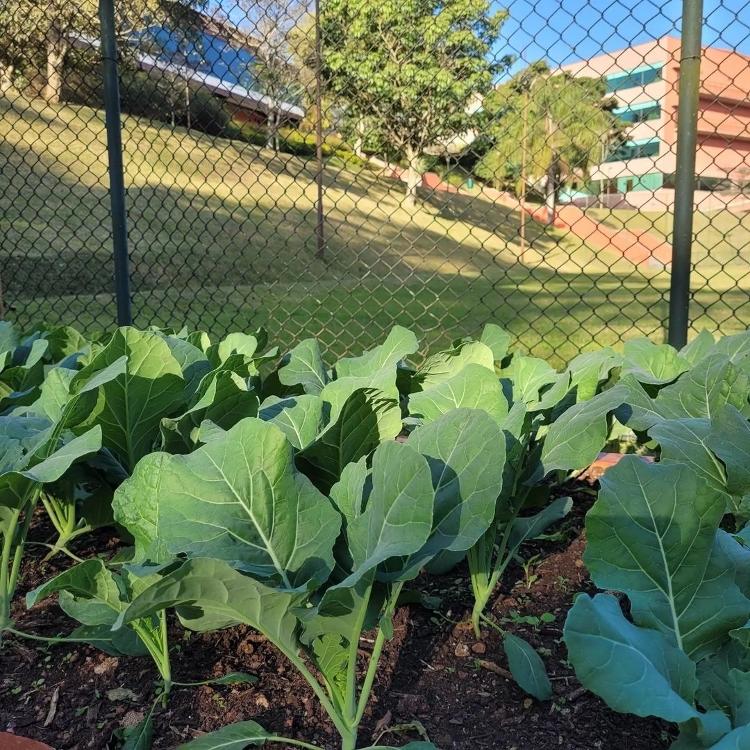 Orgânicos cultivados por (e para) chefs são vanguarda na cozinha ...