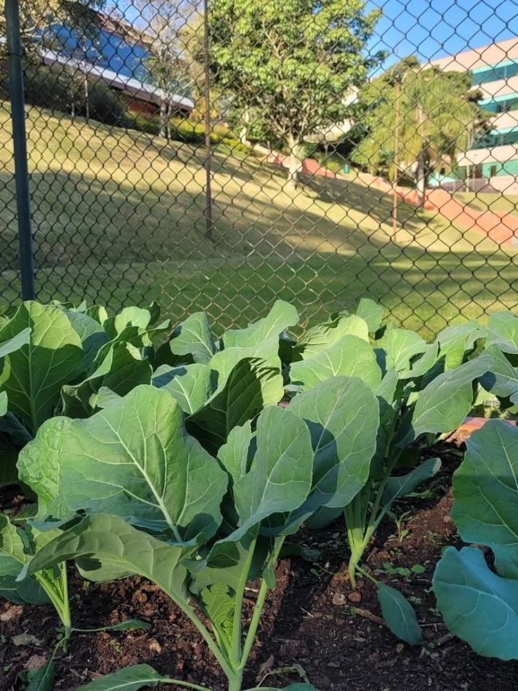Absorve gordura, emagrece e aumenta imunidade; os benefícios da couve