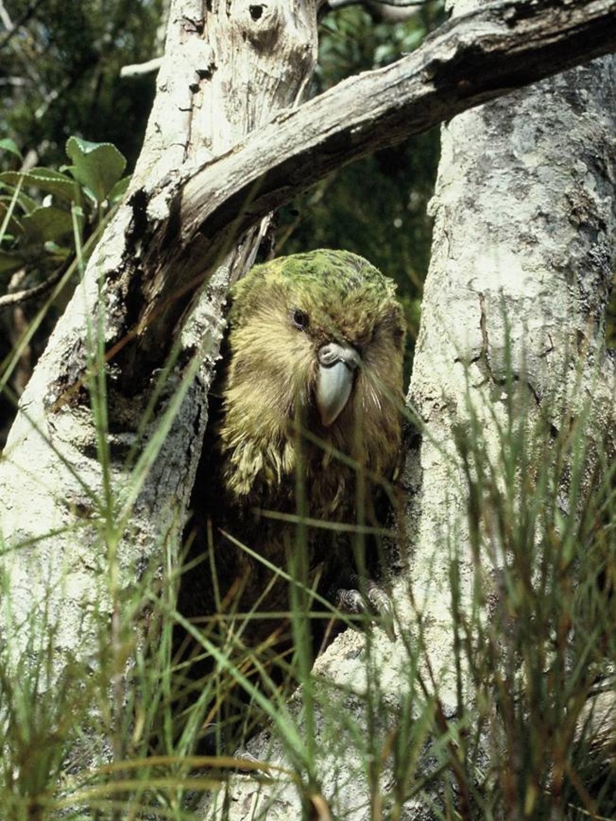Papagaio Kakapo See The Kakapo, New Zealand's Critically Endangered