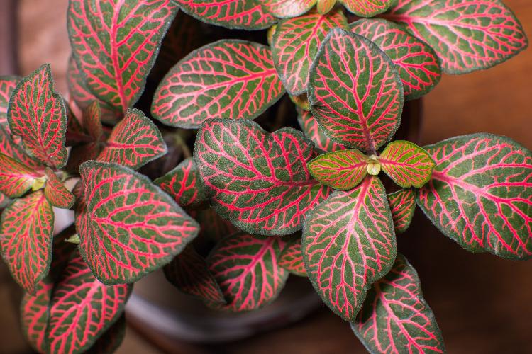 Fitônias em casa: como cuidar e decorar com a planta