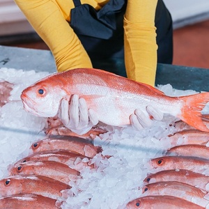 11 cuidados que você deve ter na hora de comprar e consumir peixe - 09 ...