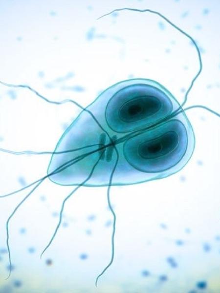 Giardíase e amebíase: doenças agressivas podem aumentar com as ...