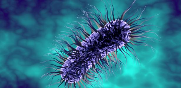 Estudo revela como E. coli encontra jeito de causar infecção grave no ...