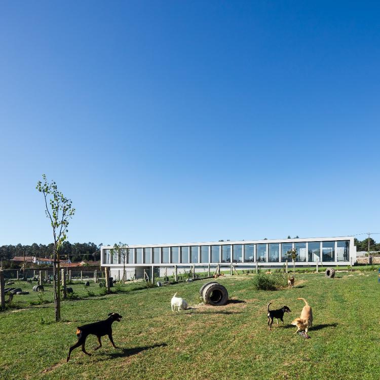 Hotel para pets 'mais bonito do mundo' fica em Portugal; conheça