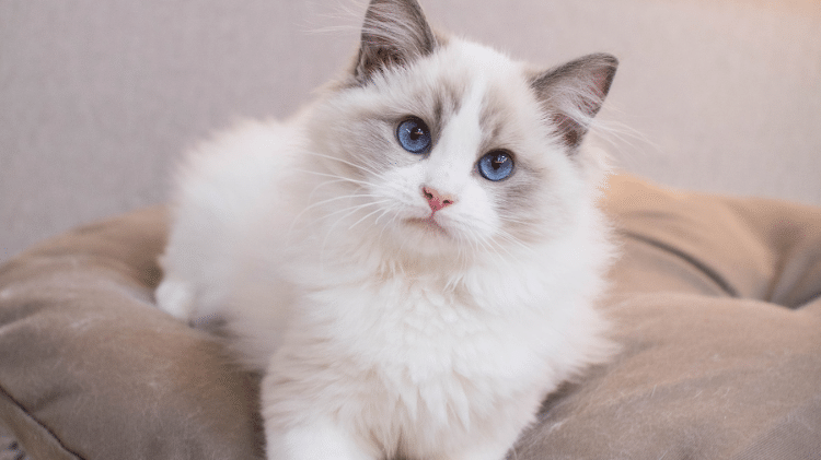Raças de gatos mais dóceis: os felinos mais apegados aos humanos