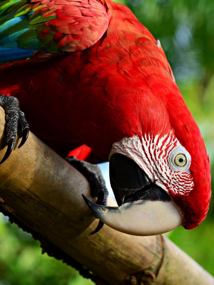 Biodiversidade: o que é? Entenda conceito de diversidade biológica