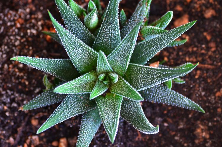 Planta-zebra: como cuidar