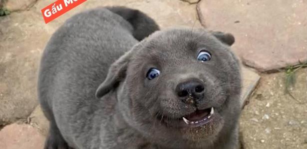 A web está apaixonada por um pet que é meio cachorro, meio gato; veja ...