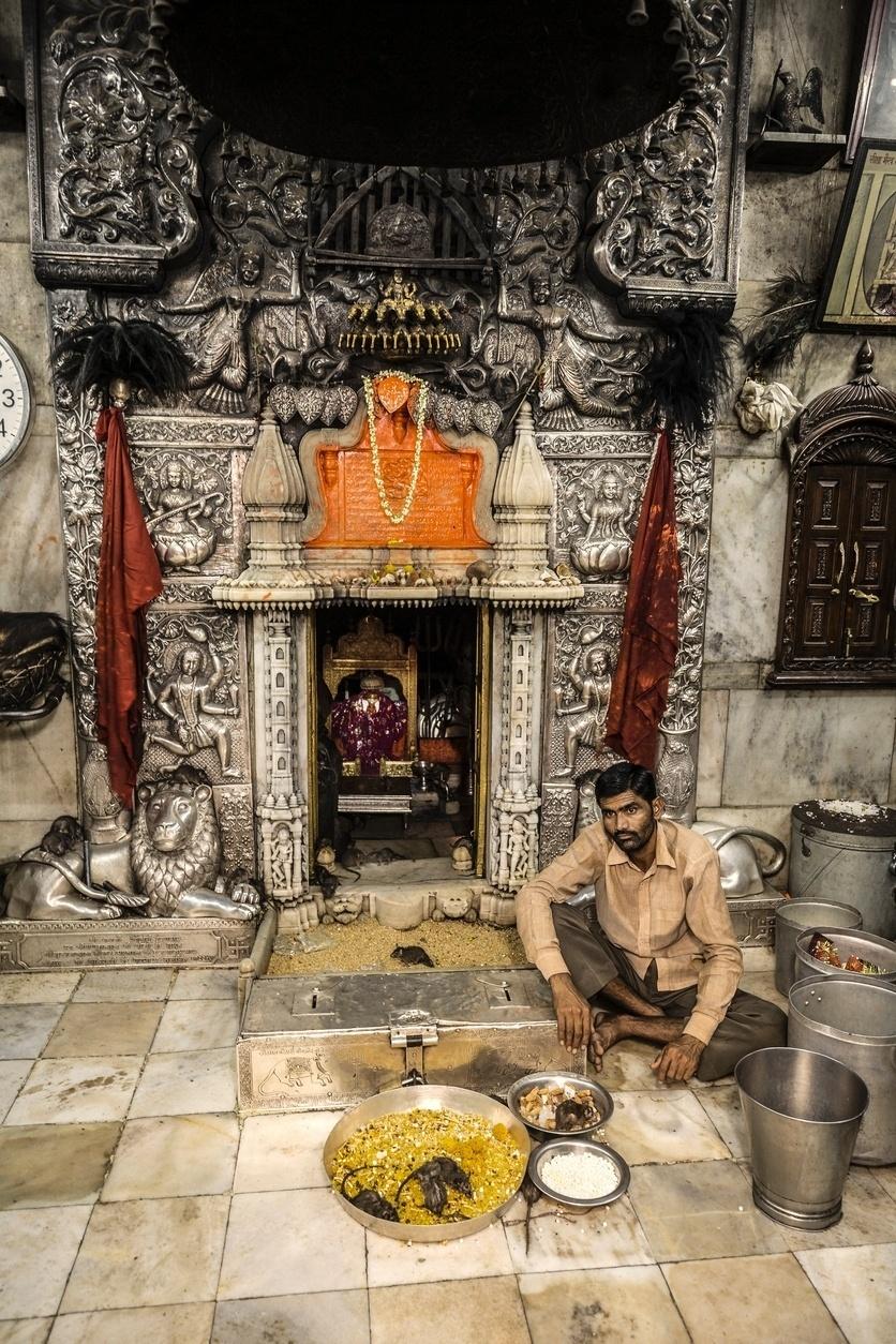 Fotos: Conheça o templo dos ratos, na Índia - 28/03/2018 - UOL Viagem