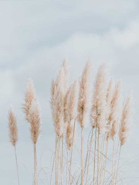 Capim dos pampas volta com tudo na decoração da casa e até de ...