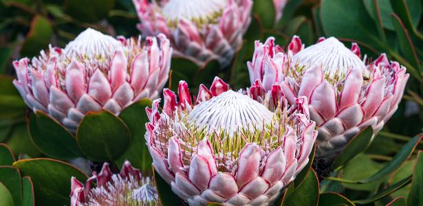 Protea: tipos de flor e como cuidar