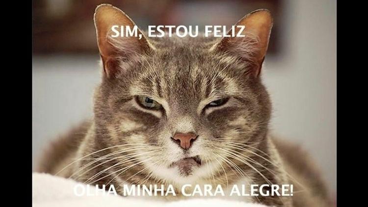 Gatinhos fazem sucesso! - BOL Memes