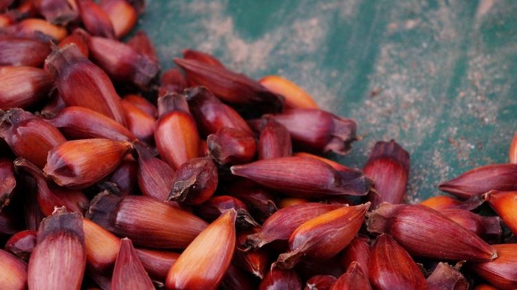 Pinhão: conheça 7 benefícios e como consumir