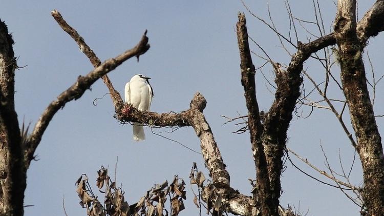 Qual o som da Amazônia? Grupo ouve a floresta para descobrir como salvá ...