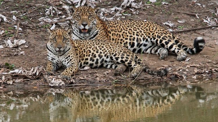 Ex-piloto criou ONG que levou jogador Richarlison para conhecer onça