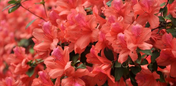 Como cuidar de uma azaleia?