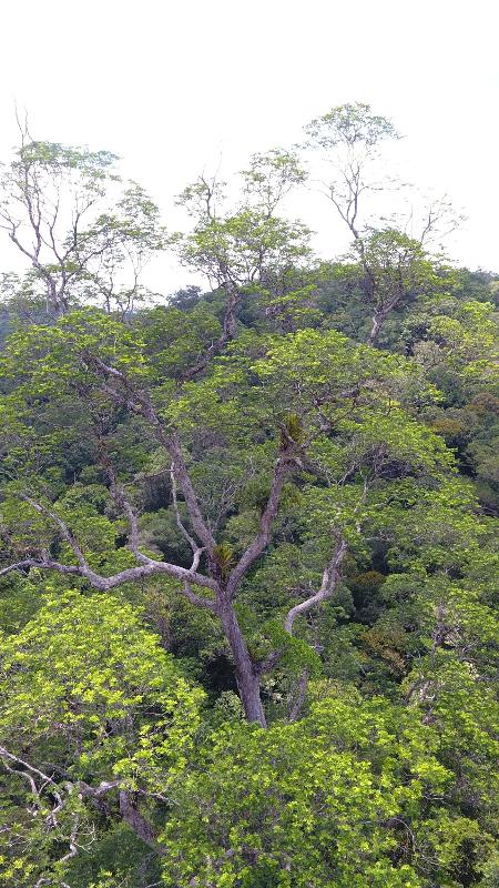 Árvores maiores que o Cristo Redentor terão proteção 'especial' na ...