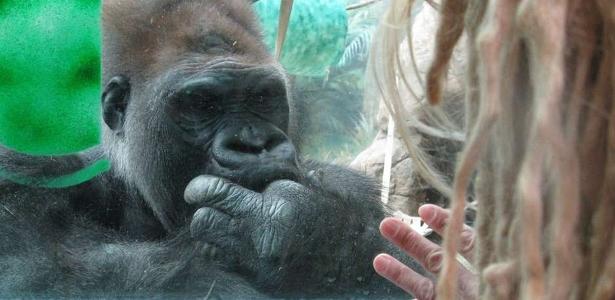 A mulher com autismo que aprendeu com os gorilas as regras do ...