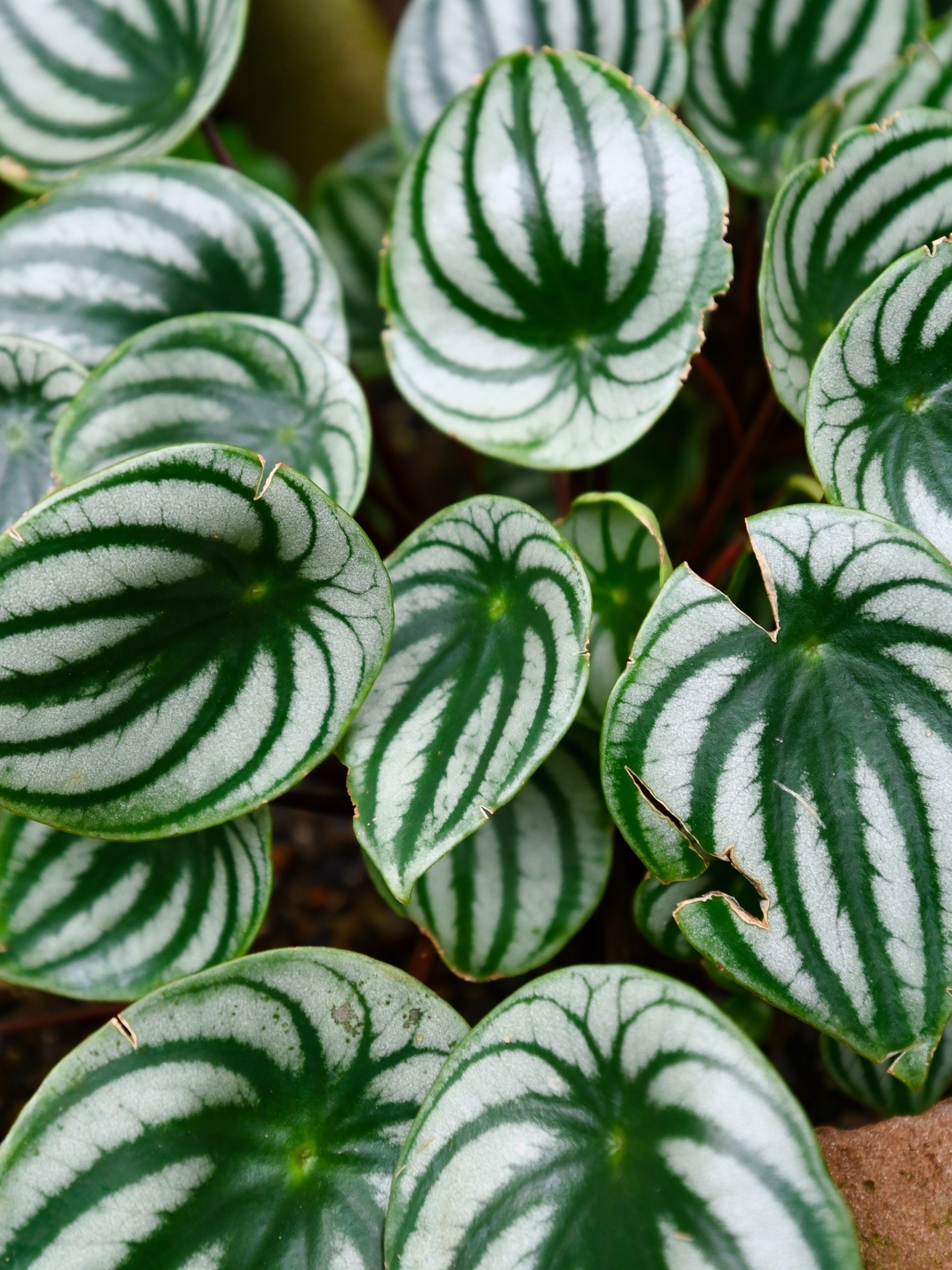 Flores De Planta De Melancia