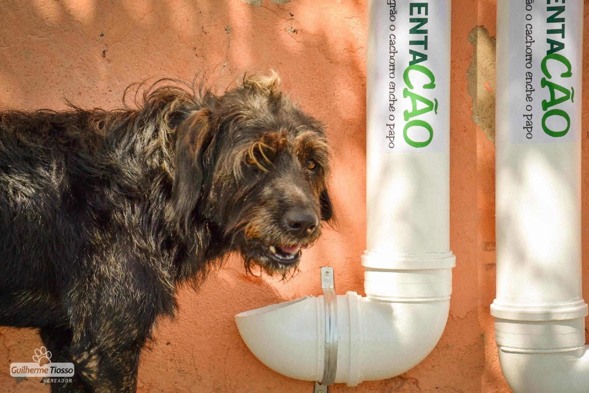 Projeto espalha comedouros para animais de rua em cidade do interior de ...