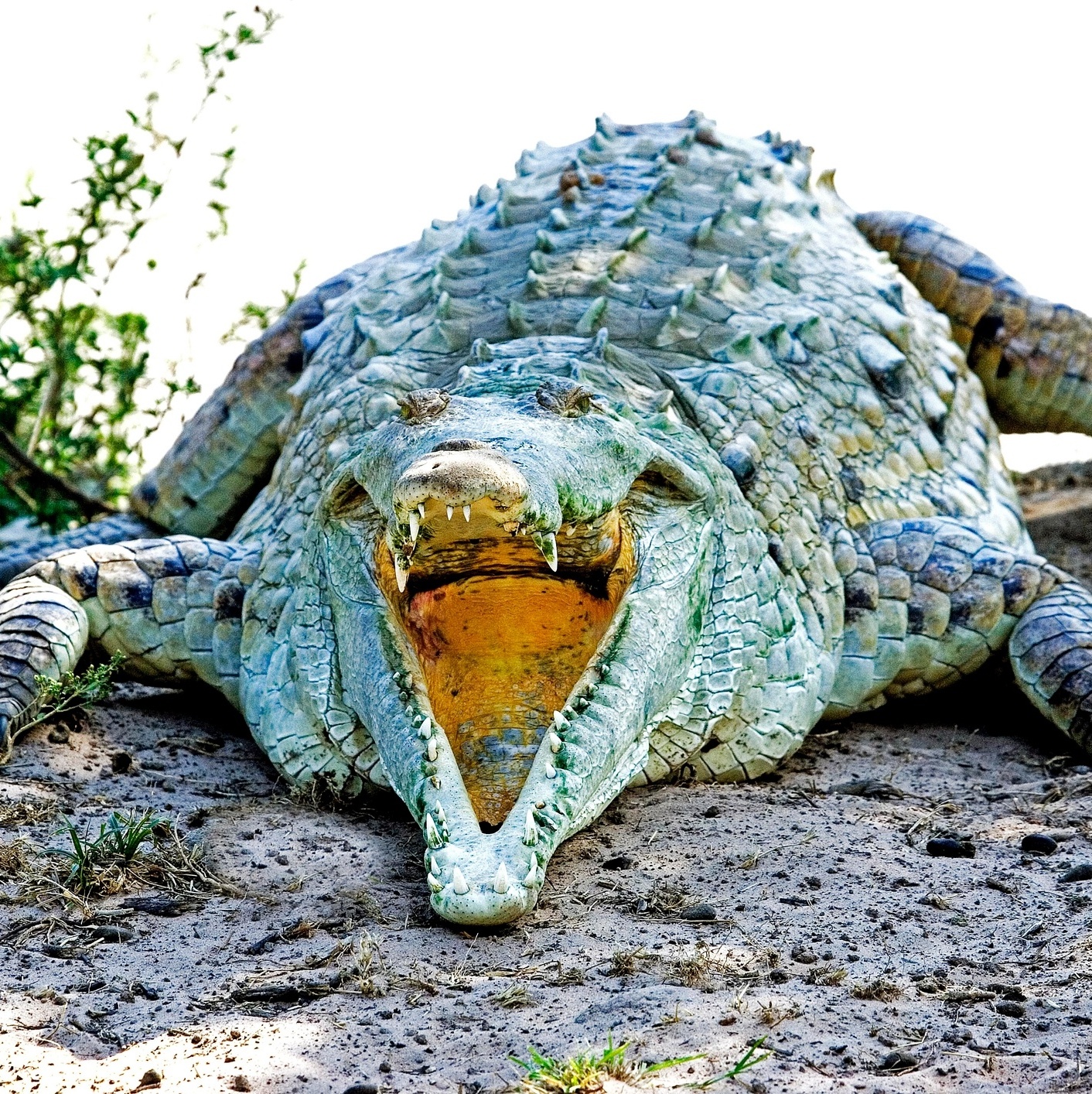 Crocodilo Gigante Homem Se Salva De Ataque De Crocodilo Gigante, Mas