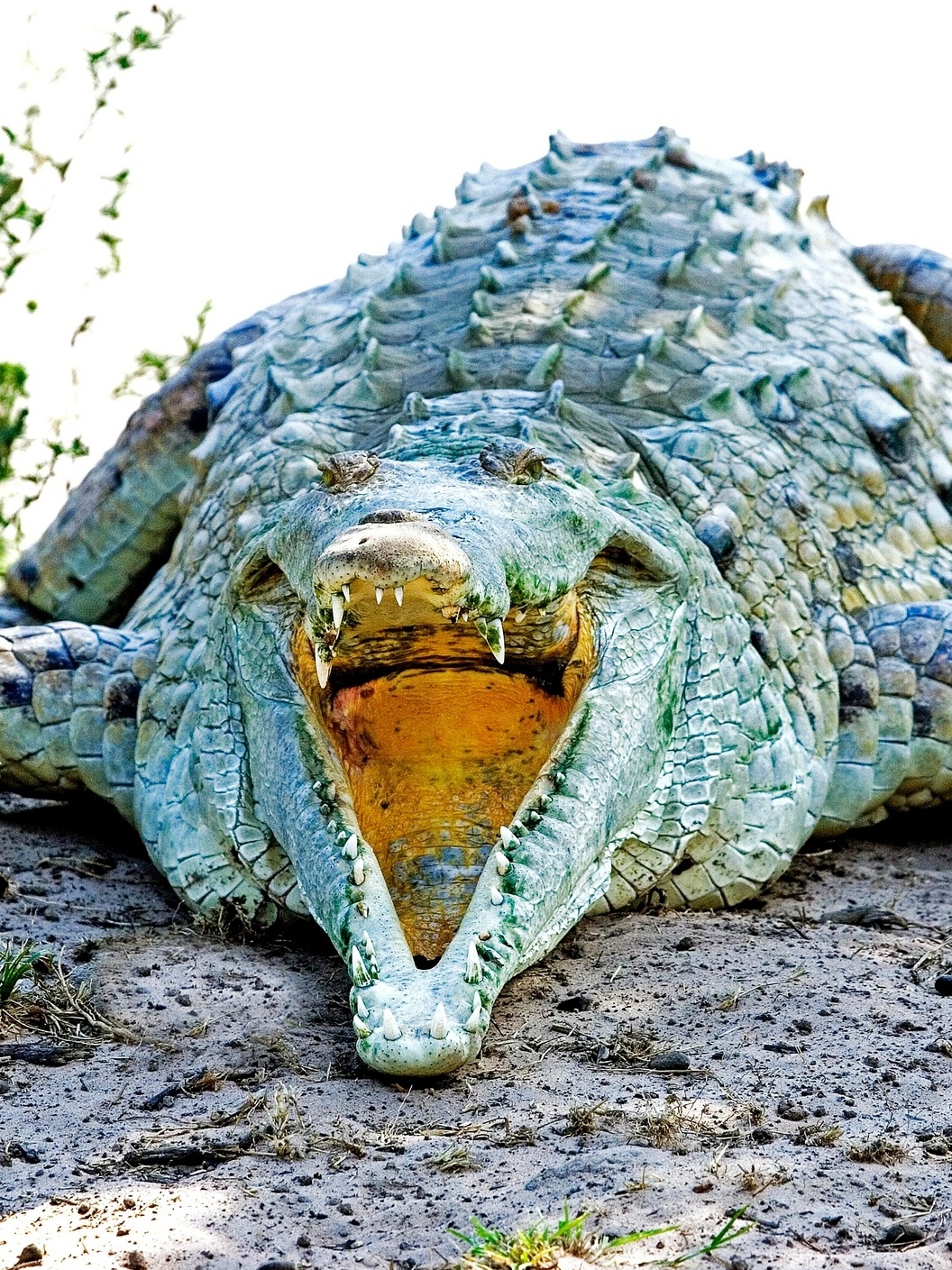 Maior Crocodilo Do Mundo 2024 Crocodilo Mata Homem Com 'giro' Fatal: