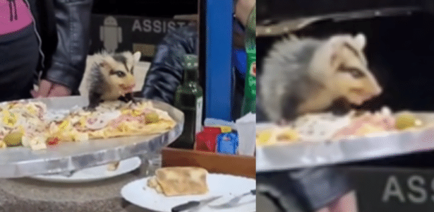 Vídeo: Gambá na comida? Animal cai em cima de pizza em Curitiba; veja