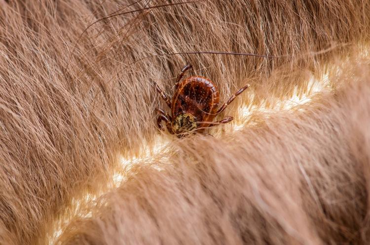 Carrapato: tudo o que você precisa saber para evitar em pets
