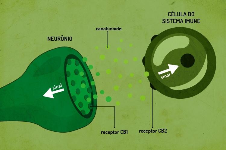 Cannabis: um remédio ou toda uma farmácia? Veja o que ela realmente ...