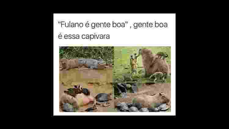 Estes memes são muito comédia - BOL Memes