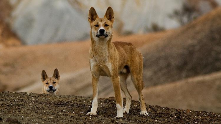 O que são dingos e por que serão sacrificados após morte de turista