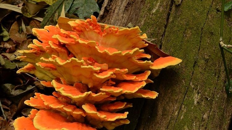 Cogumelo com gosto de frango raro no Brasil é servido em SP