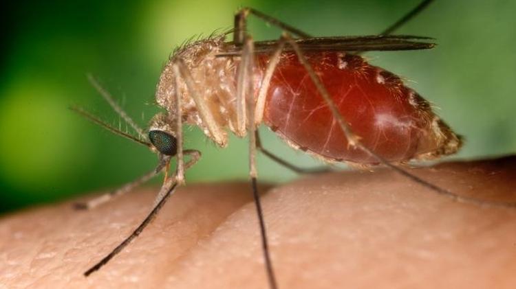 Mosquitos gostam de chuva e calor; veja como vencer os insetos