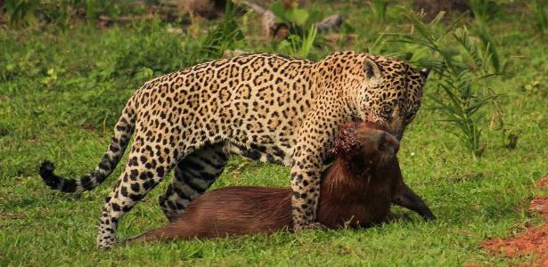 Fotógrafo de onça 'cancelada': 'A gente só preserva o que conhece'