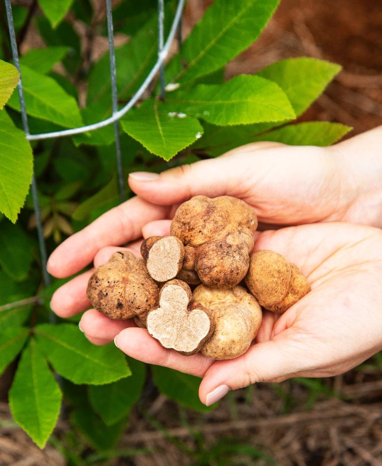 Fungos que valem uma fortuna, trufas são nova aposta de cultivo no ...