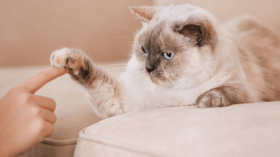 Como os gatos demonstram amor? 7 sinais de que seu felino te ama