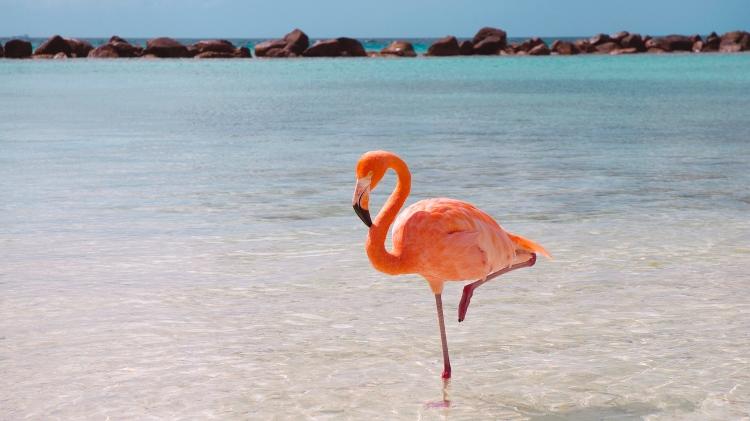 "Pose de flamingo" conquista de Beyoncé a Marquezine e vira febre na ...