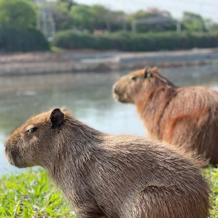 Capivaras enroscadas em lixo de rio são salvas por projeto de SP