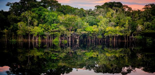 Dia da Amazônia: Parabéns e obrigada a essa gigante pela própria ...
