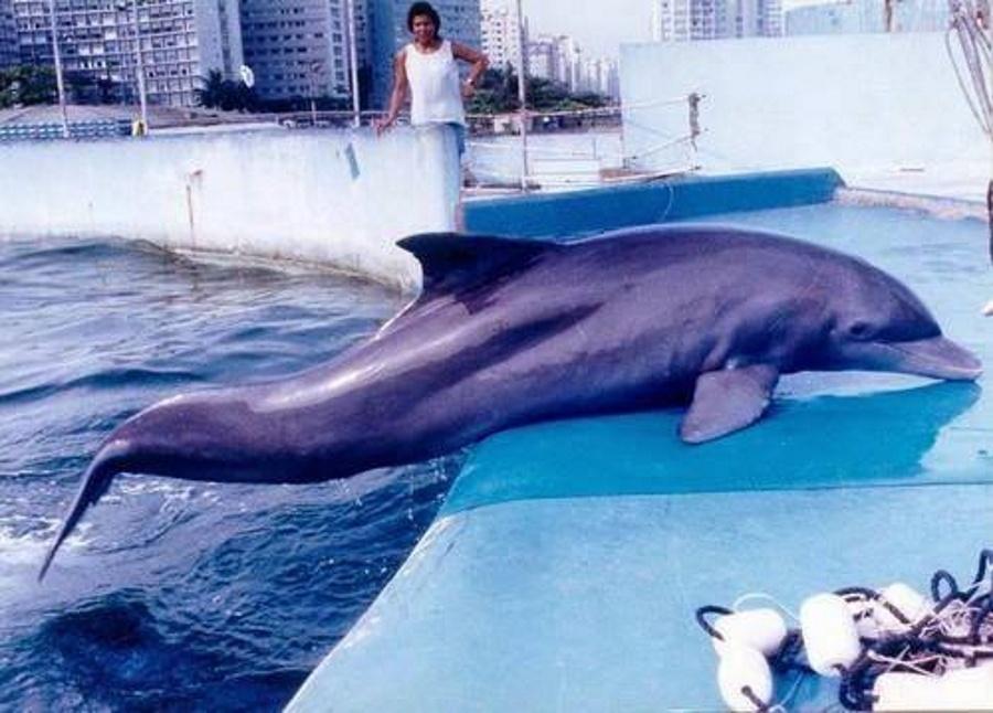 Há 30 anos, o famoso golfinho Flipper foi solto no mar. Mas viveu pouco