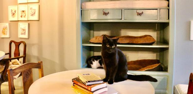 Café para "gateiros" em Portugal oferece comidinhas e companhia felina ...